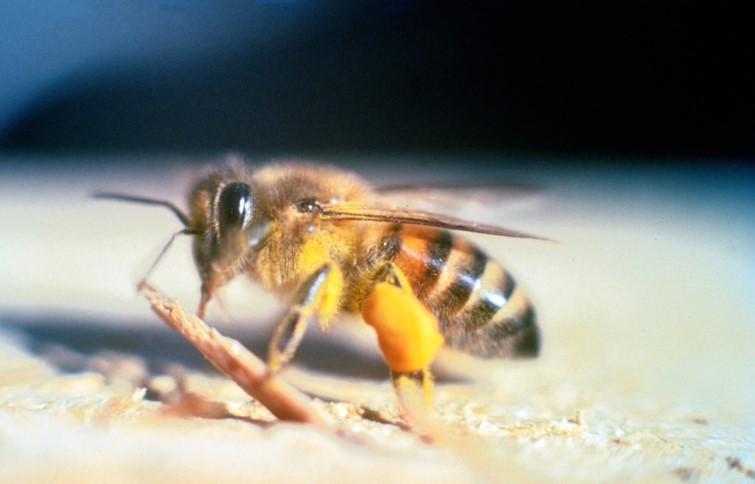 Africanized Honey Bees | Utah Department of Agriculture and Food