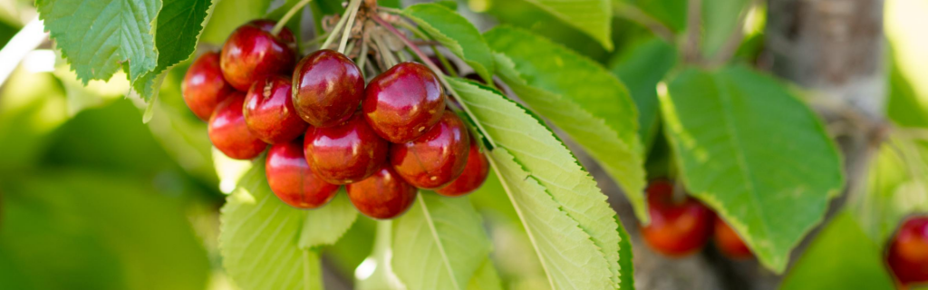 Scrapie | Utah Department of Agriculture and Food