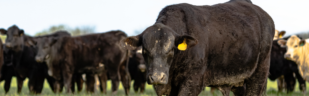 Bulls Test Positive for Trich in Summit County | Utah Department of ...