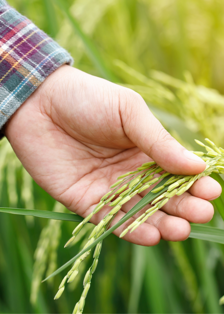 Utah Department of Agriculture and Food